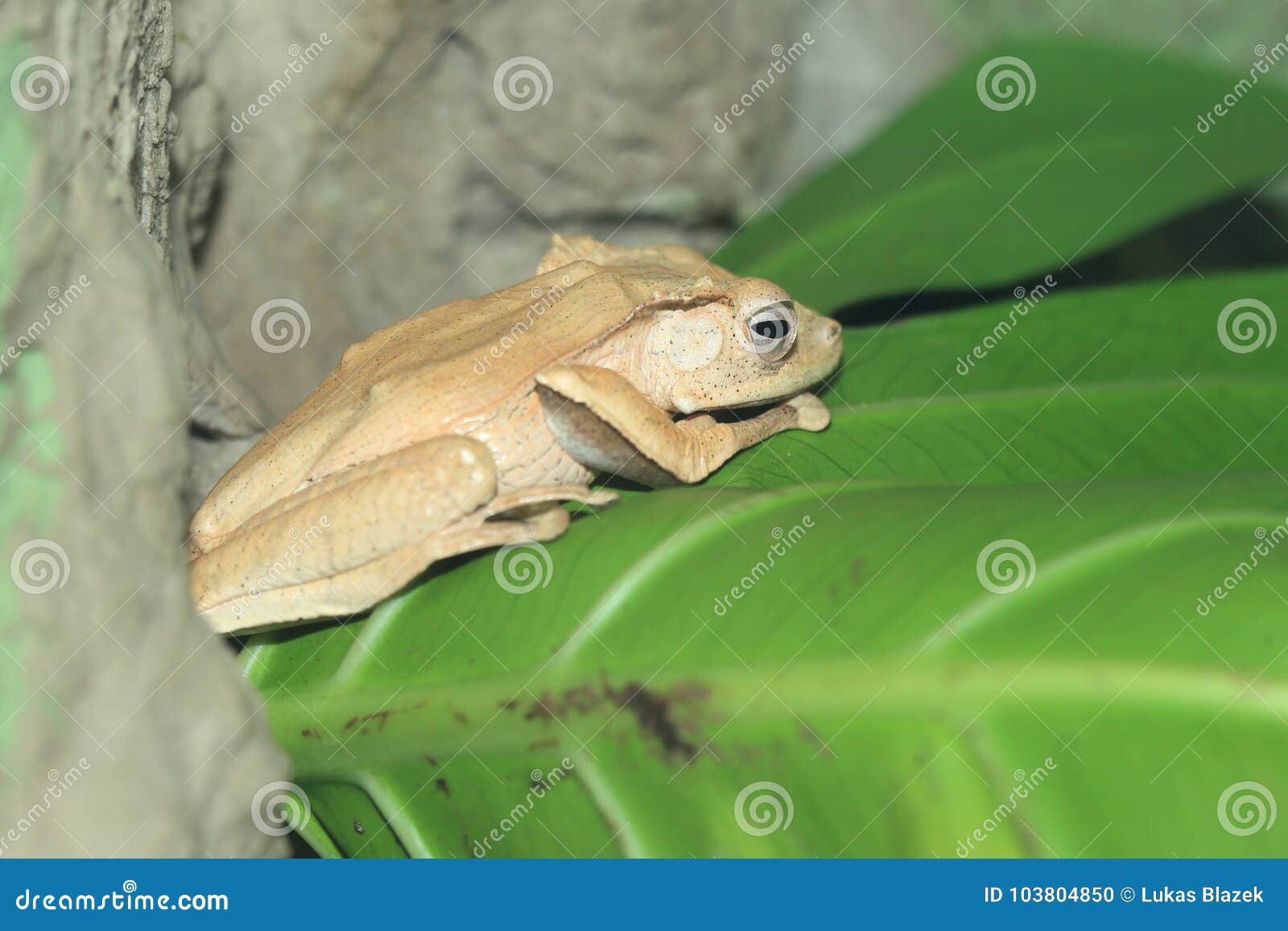 File-eared Tree Frog Stock Image | CartoonDealer.com #326651455