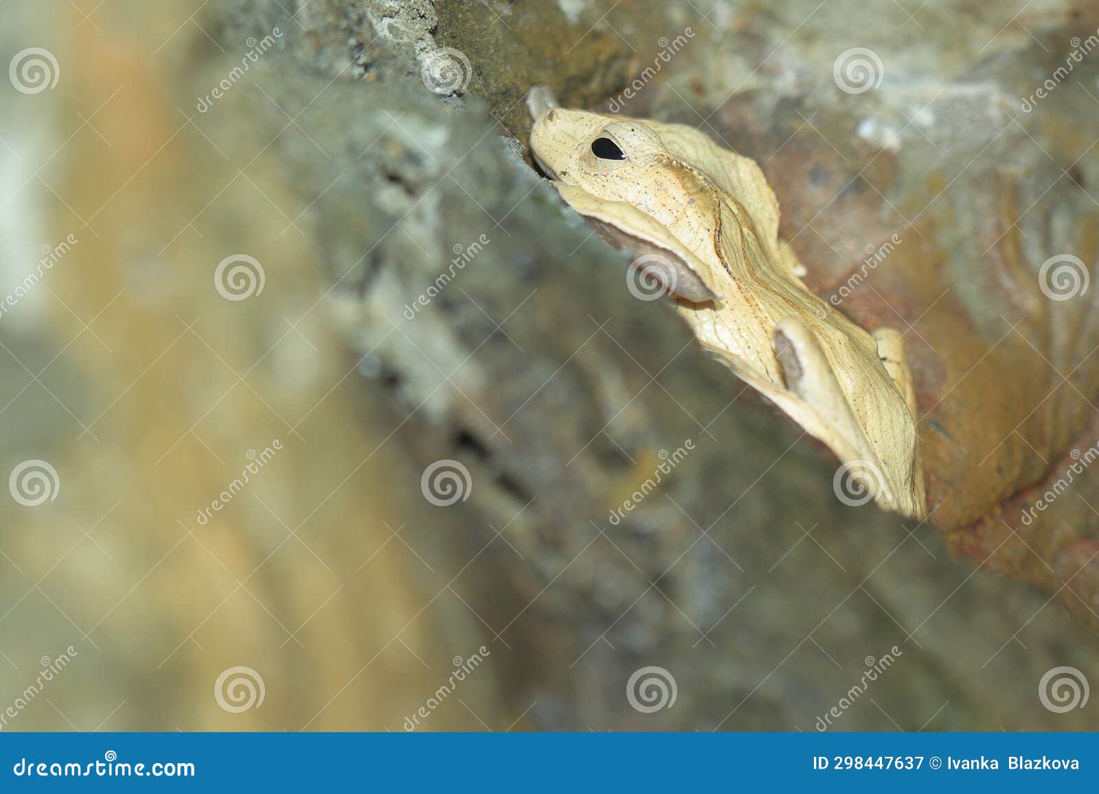 File-eared Tree Frog Stock Image | CartoonDealer.com #326651455