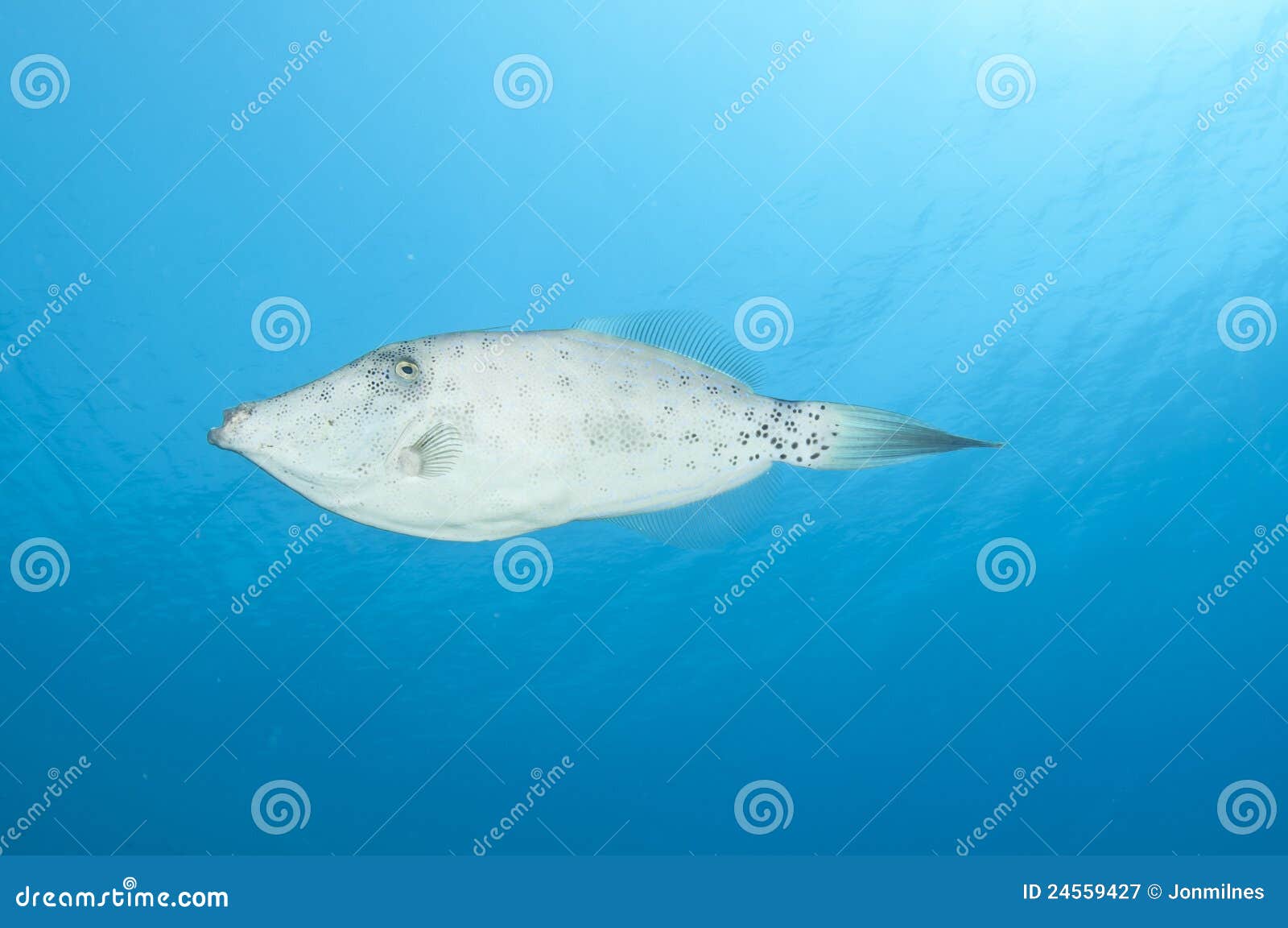 File fish in blue water stock image. Image of andeman - 24559427