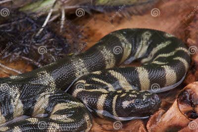 File snake stock photo. Image of asia, file, fanged, snakes - 15989232