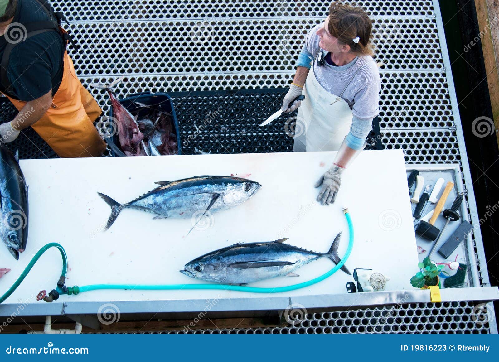 Filea tonfisk redaktionell arkivfoto. Bild av naturligt - 19816223