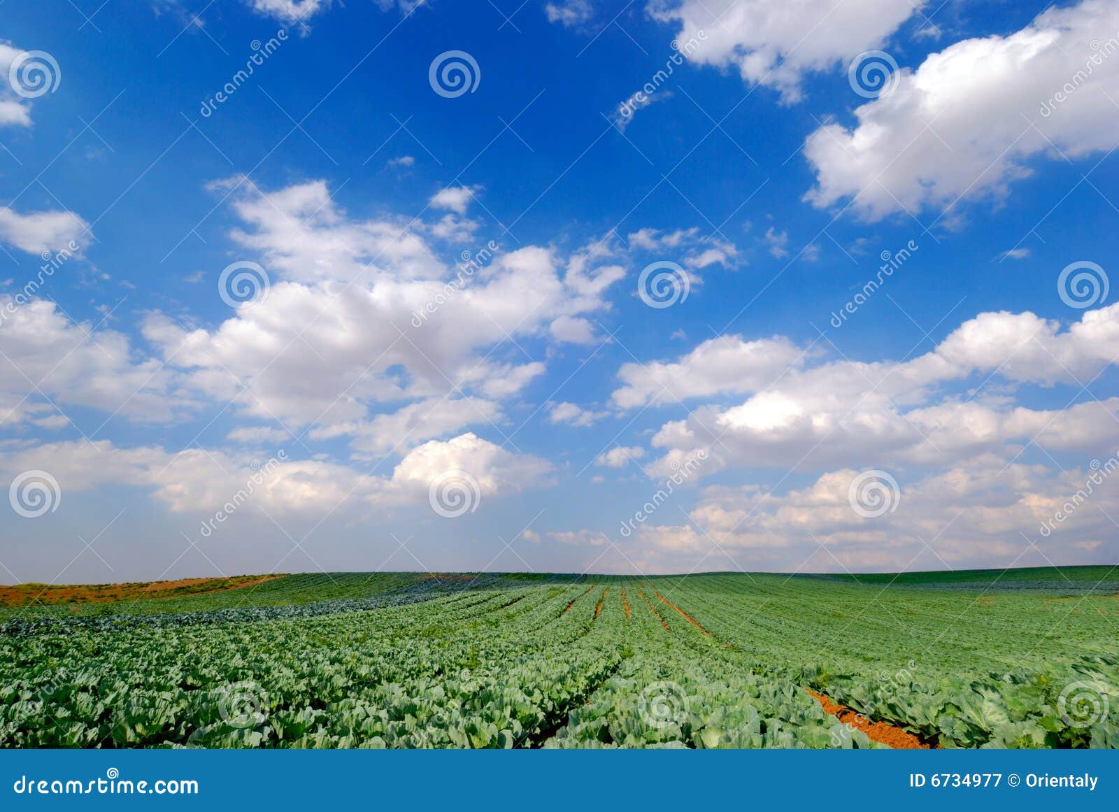 Filed stock image. Image of grow, agriculture, scenic - 6734977
