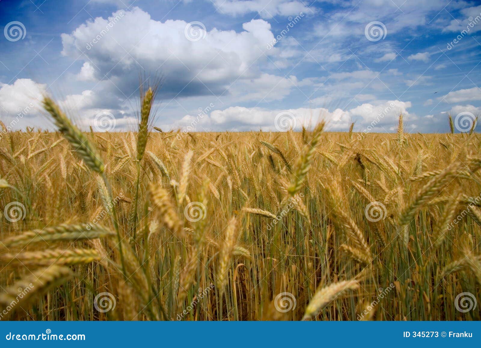 Filed of grain stock image. Image of farmland, ecologically - 345273