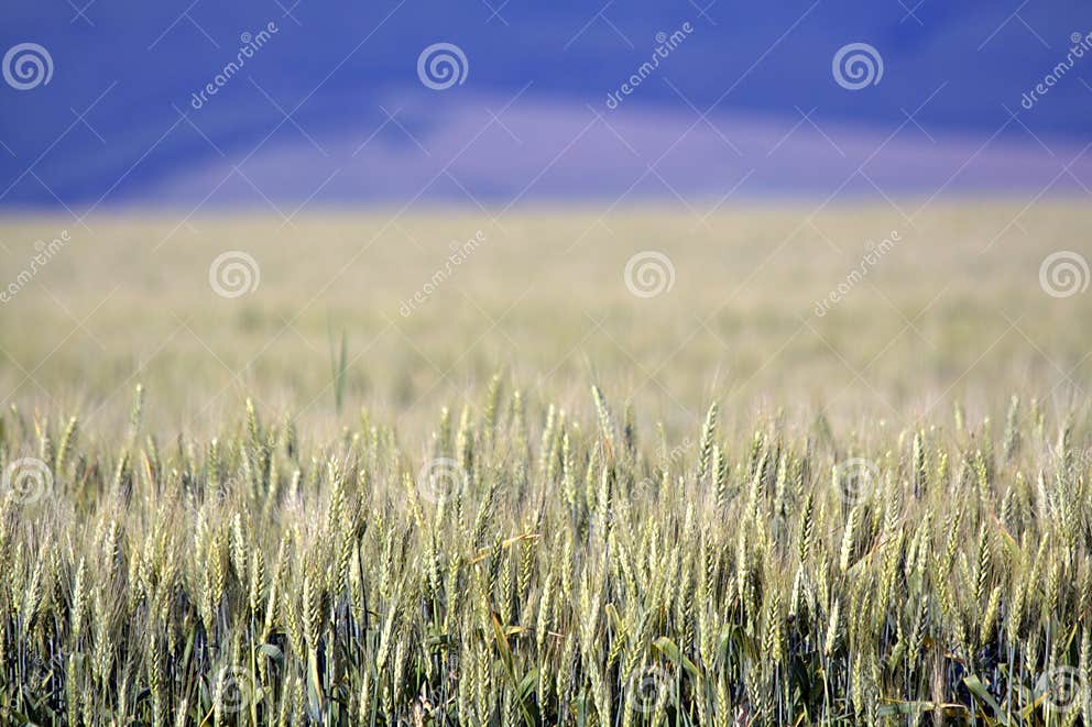 Filed of grain stock photo. Image of cereals, field - 103299442