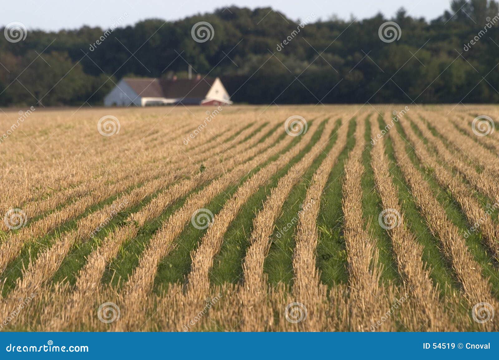 Filed and house stock image. Image of brown, field, design - 54519