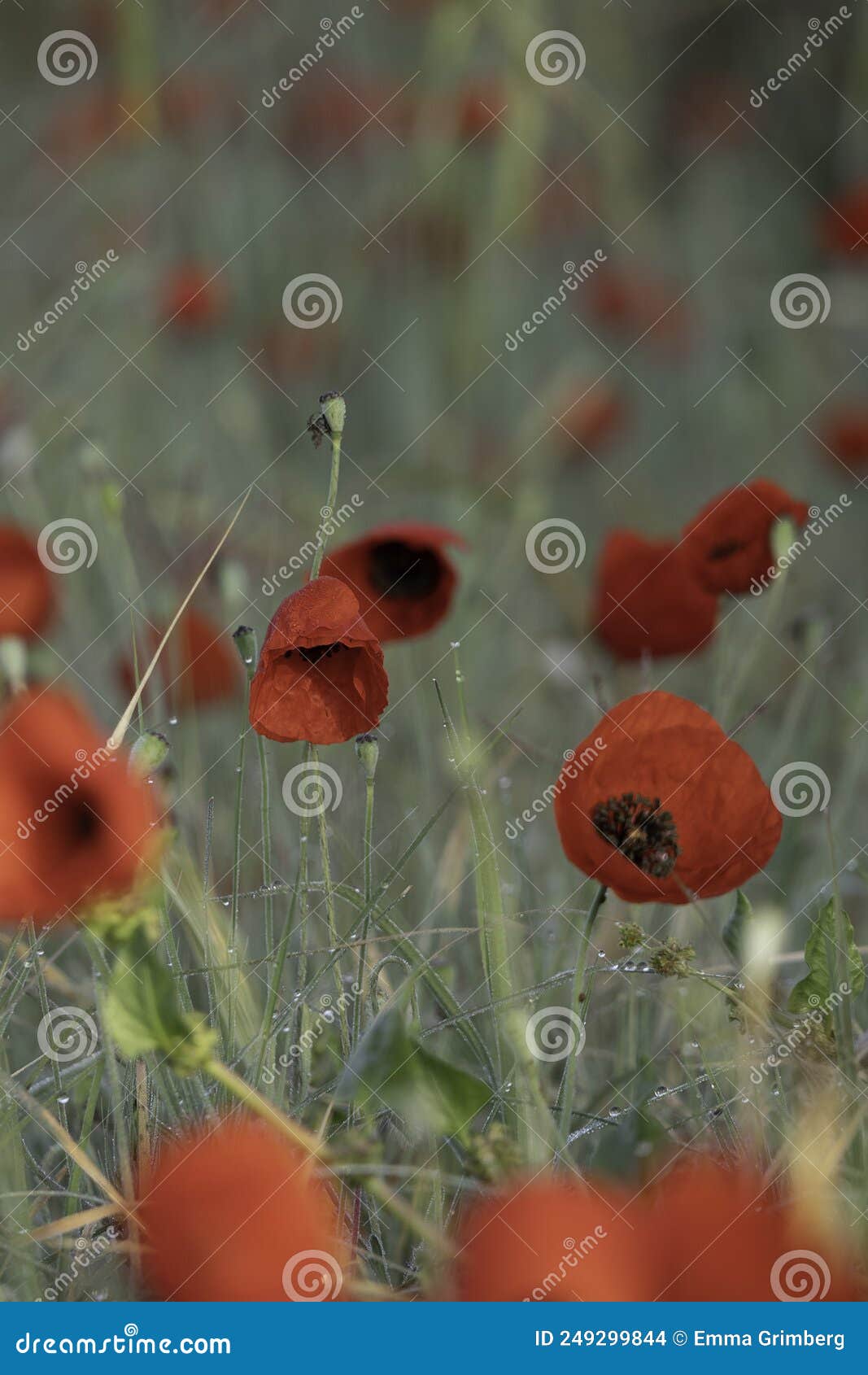 Filed of Red Poppy Flower with Dew Drops Closeup Stock Photo - Image of ...