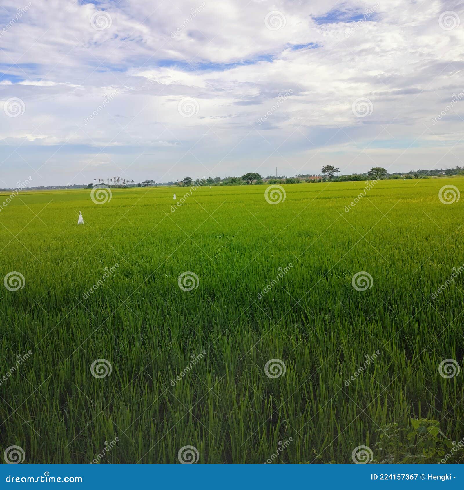 Naga Red Rice Which Are Staple Rice In Some Naga Villages In Nagaland ...