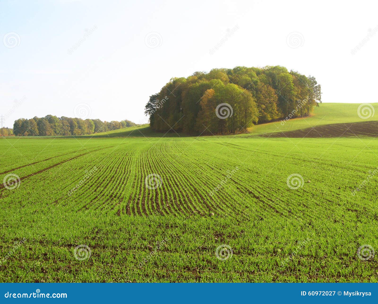 Fileds stock image. Image of field, life, environmental - 60972027