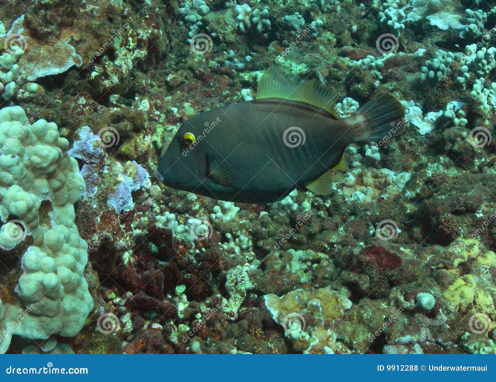 Filefish stock photo. Image of molokini, wailea, hanauma - 9912288