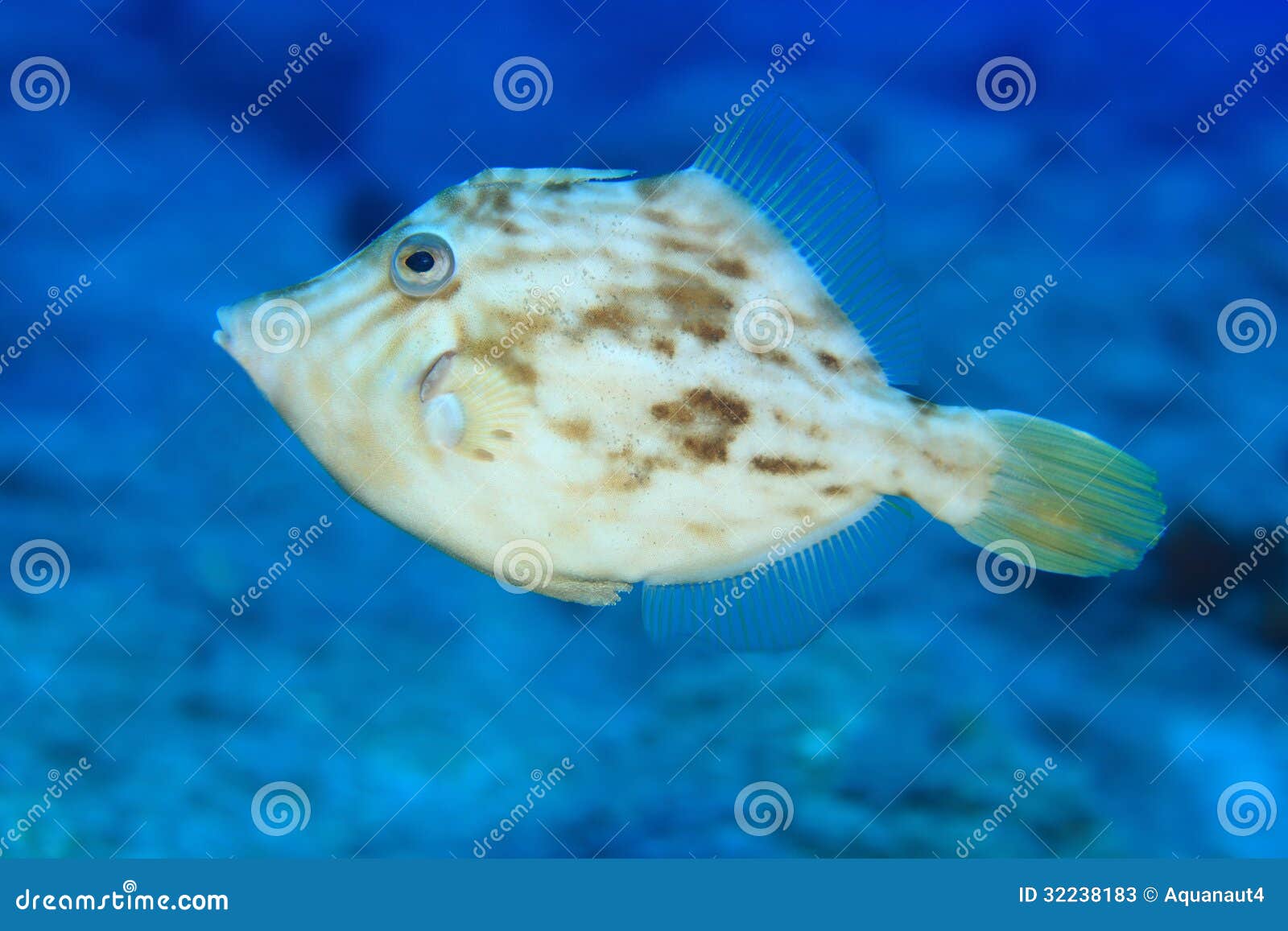 Filefish de Planehead imagen de archivo. Imagen de canario - 32238183