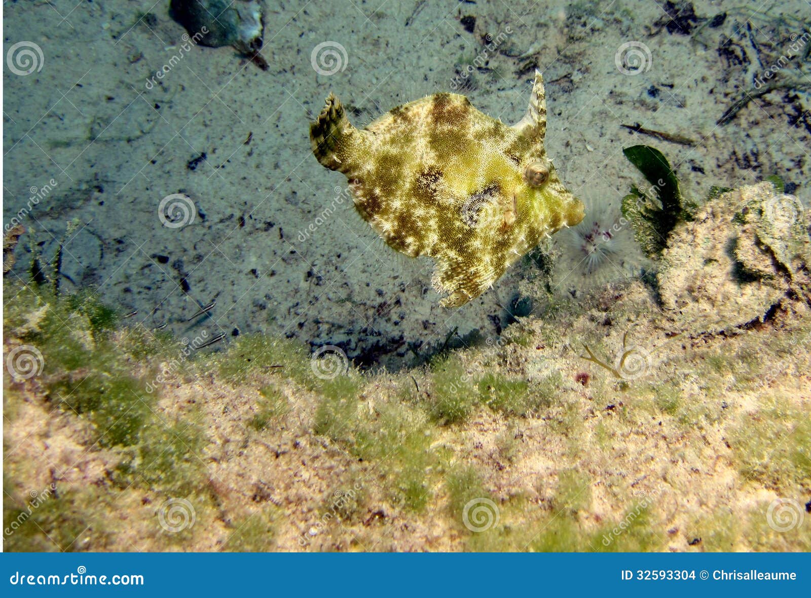 Filefish stock photo. Image of estuarine, background - 32593304