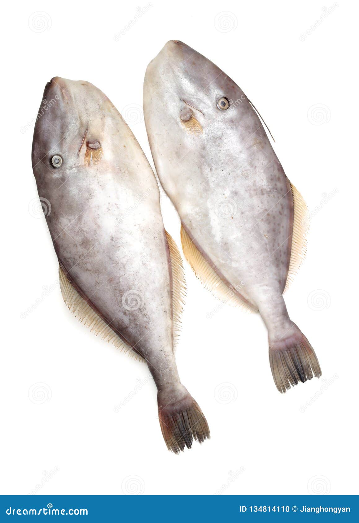 Filefishthreadsail Stock Photos - Free & Royalty-Free Stock Photos from ...