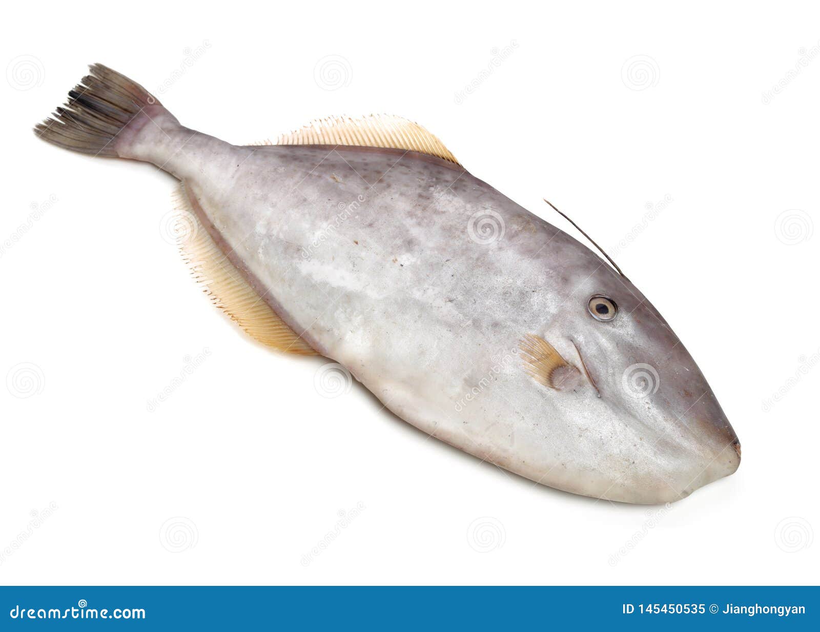 Filefish, Thread-sail Filefish Fish Stock Image - Image of fresh ...