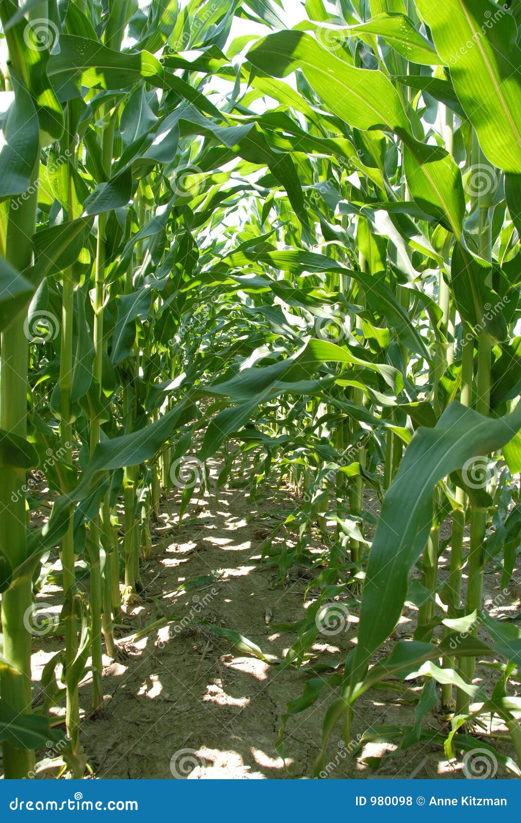 Fileiras da haste do milho foto de stock. Imagem de cultura - 980098