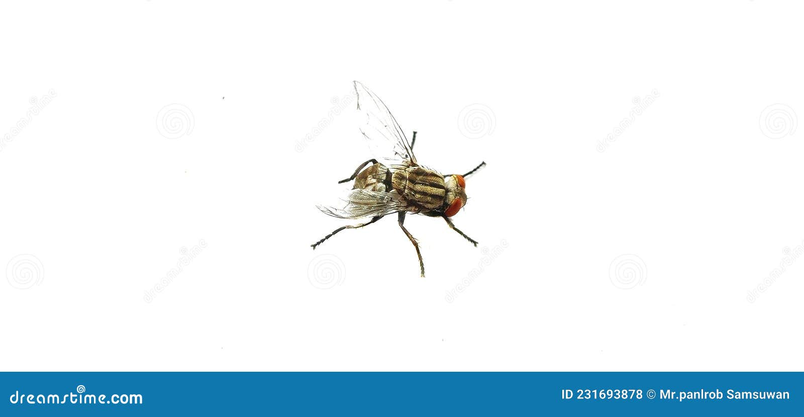 Flies on a White Background. Stock Photo - Image of pattern, animal ...