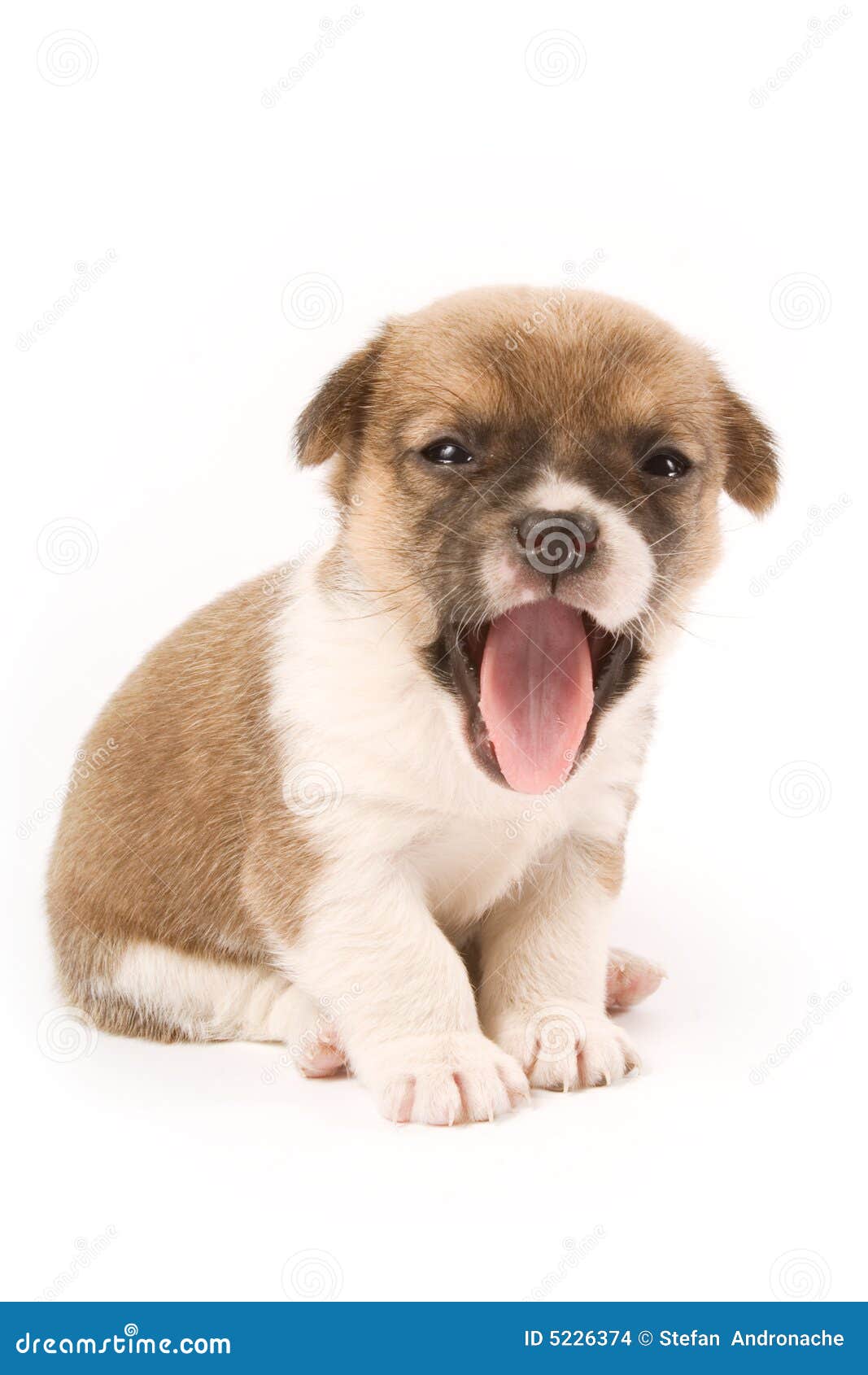 Filhote de cachorro foto de stock. Imagem de fofofo, misturado - 5226374