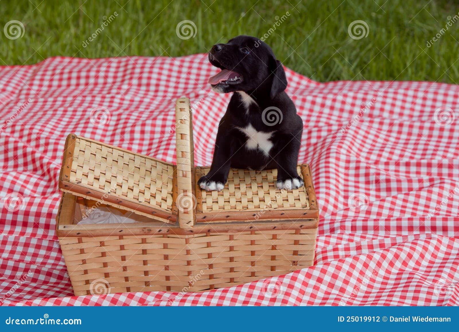 Filhote De Cachorro Ao Lado Da Cesta Foto De Stock Imagem De Labrador