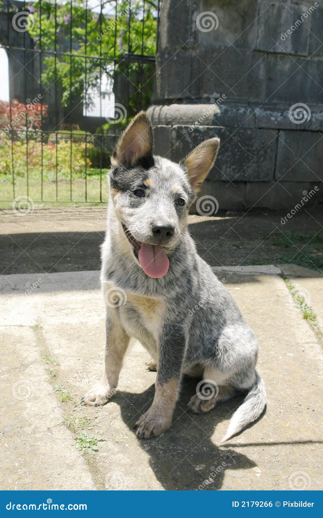 Filhote De Cachorro Azul Do Heeler Foto de Stock - Imagem de fêmea ...