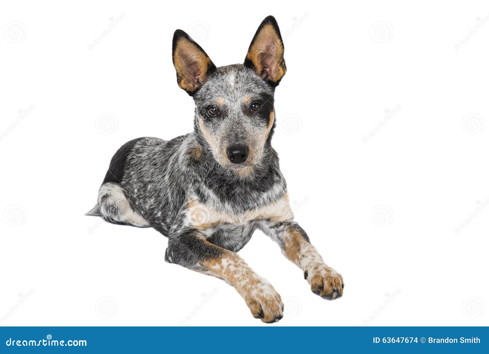 Filhote De Cachorro Azul Do Heeler Foto de Stock - Imagem de energia ...