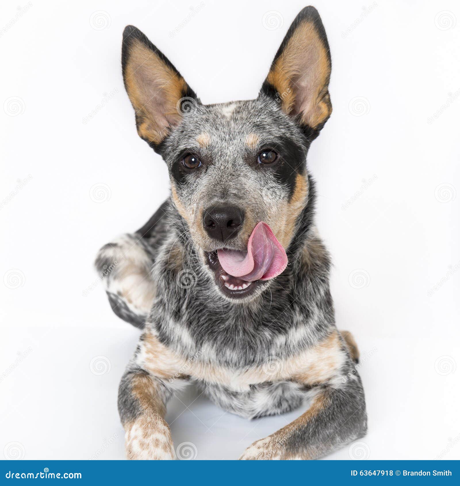 Filhote De Cachorro Azul Do Heeler Foto de Stock - Imagem de pouco ...