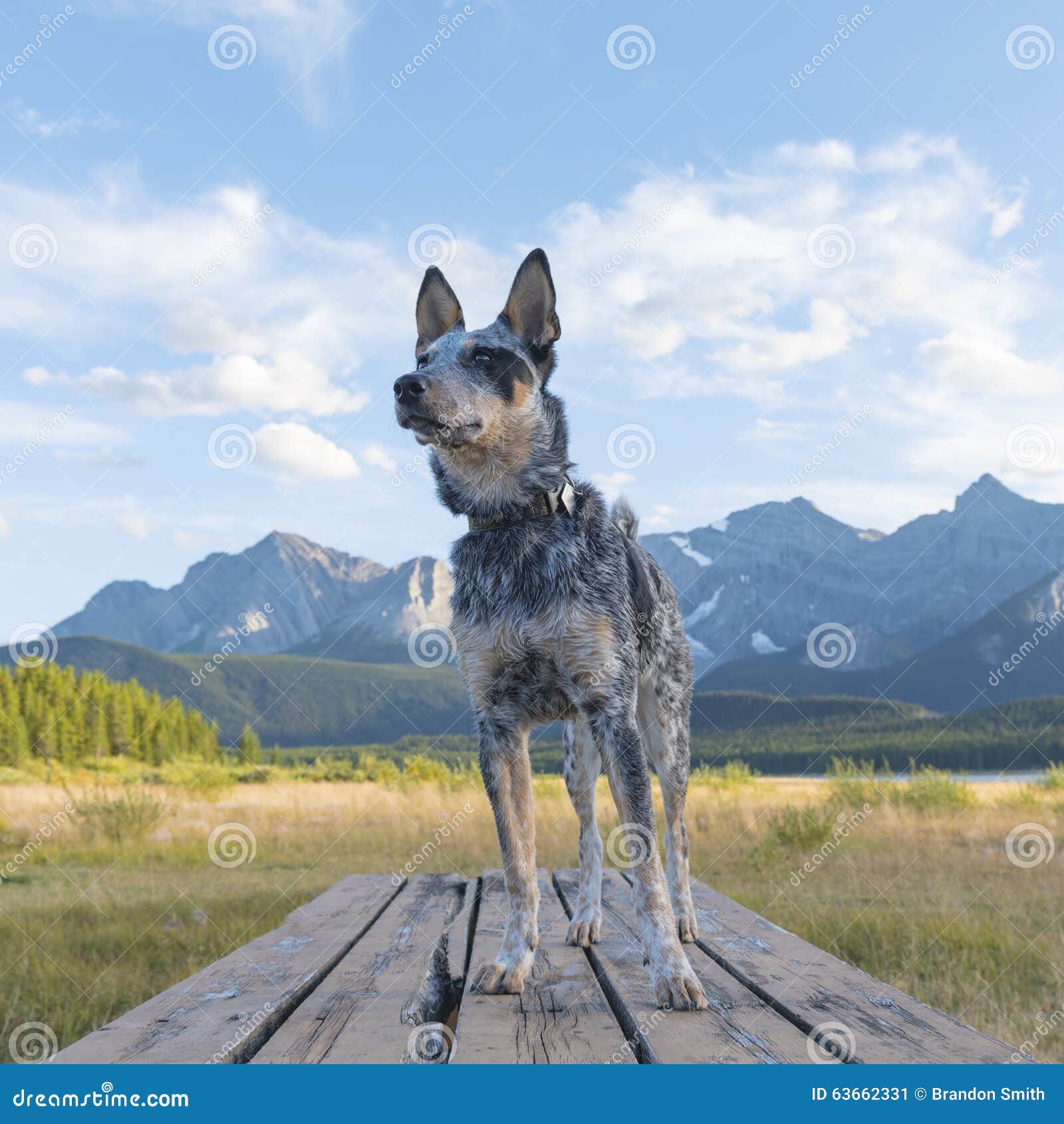 Filhote De Cachorro Azul Do Heeler Imagem de Stock - Imagem de gado ...