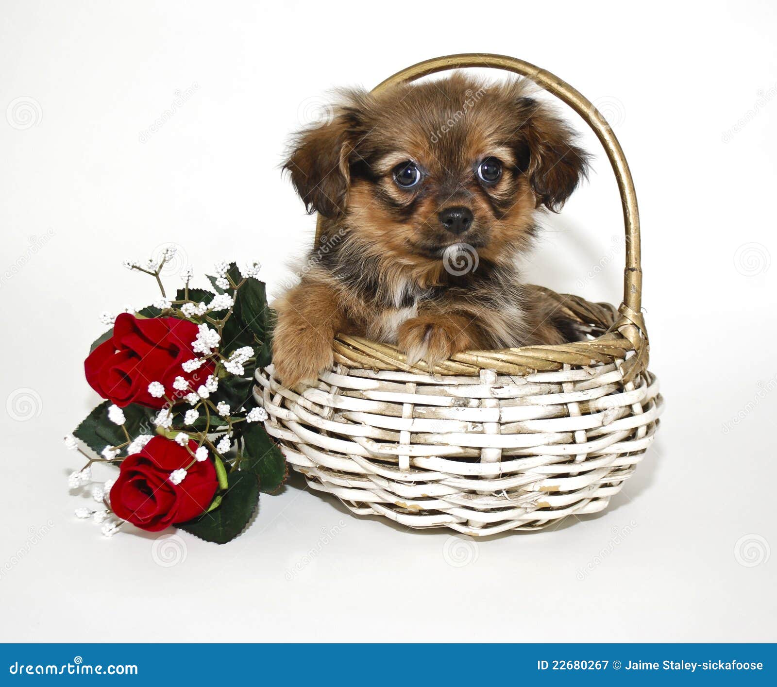 Filhote De Cachorro Bonito Que Senta Se Em Uma Cesta Imagem De Stock