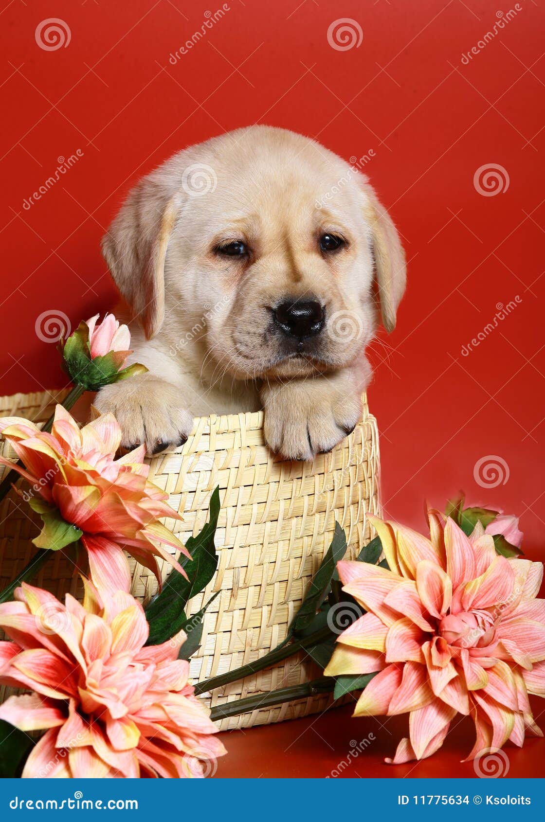 Filhote De Cachorro Da Raça Labrador Em Uma Cesta Foto De Stock