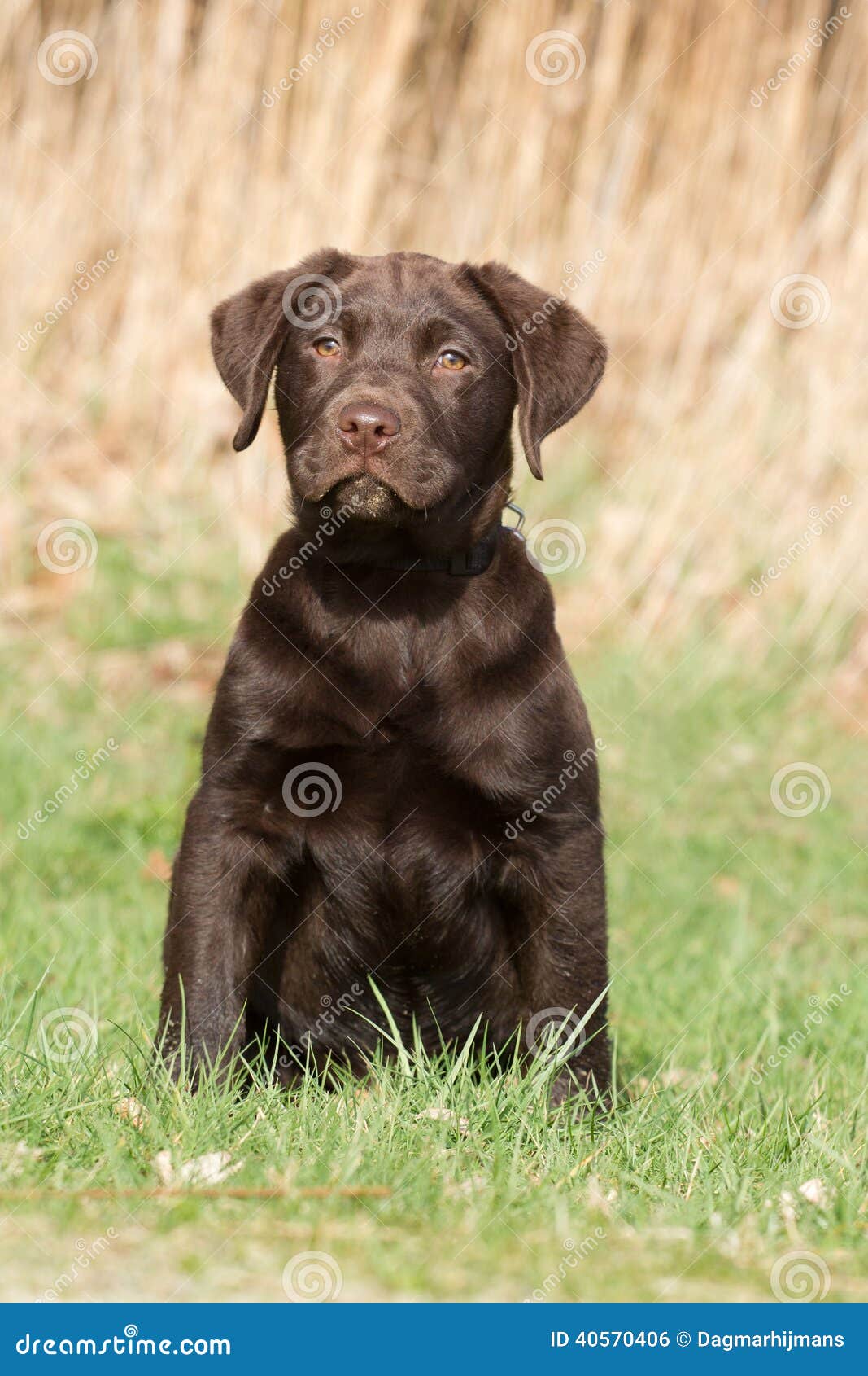 Filhote De Cachorro De Brown Labrador Na Grama Foto de Stock - Imagem ...