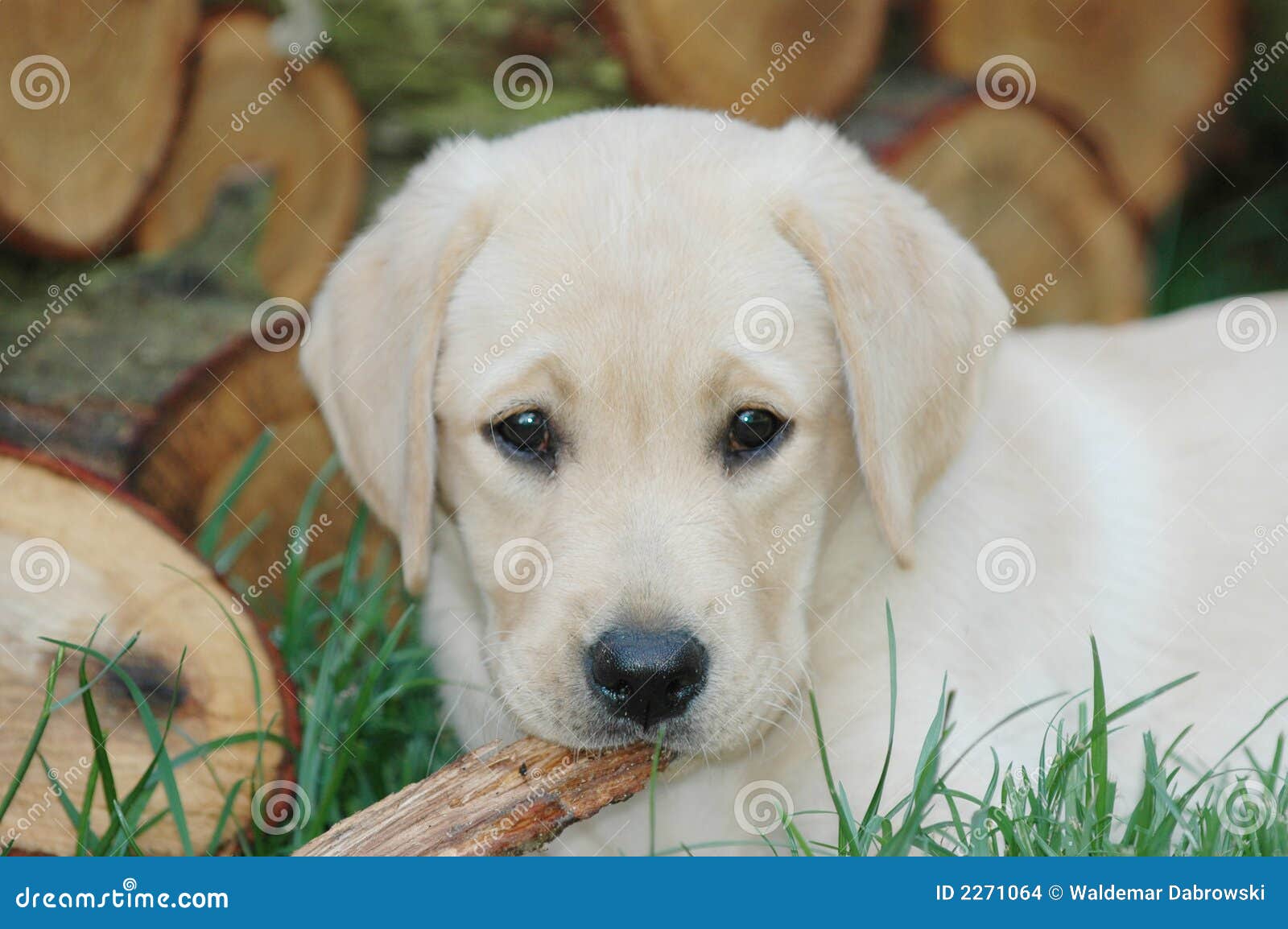Filhote De Cachorro De Labrador Foto de Stock - Imagem de grama, fofofo ...
