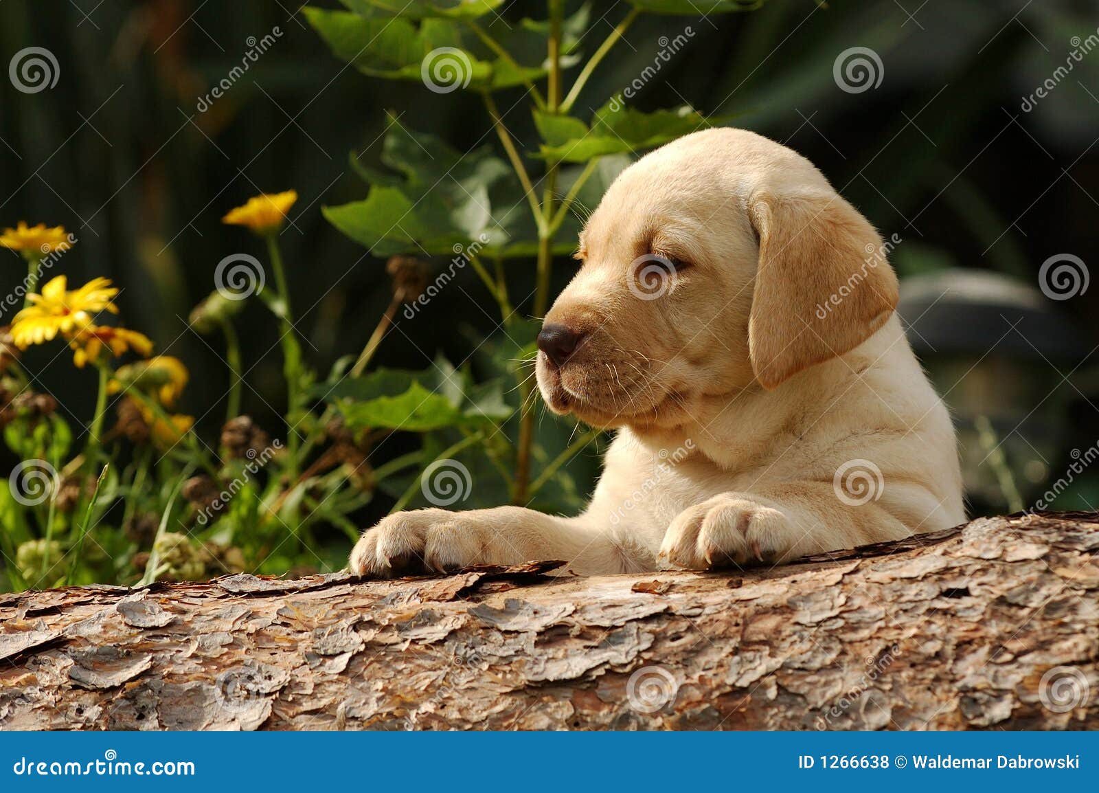 Filhote De Cachorro De Labrador No Jardim Foto de Stock - Imagem de ...