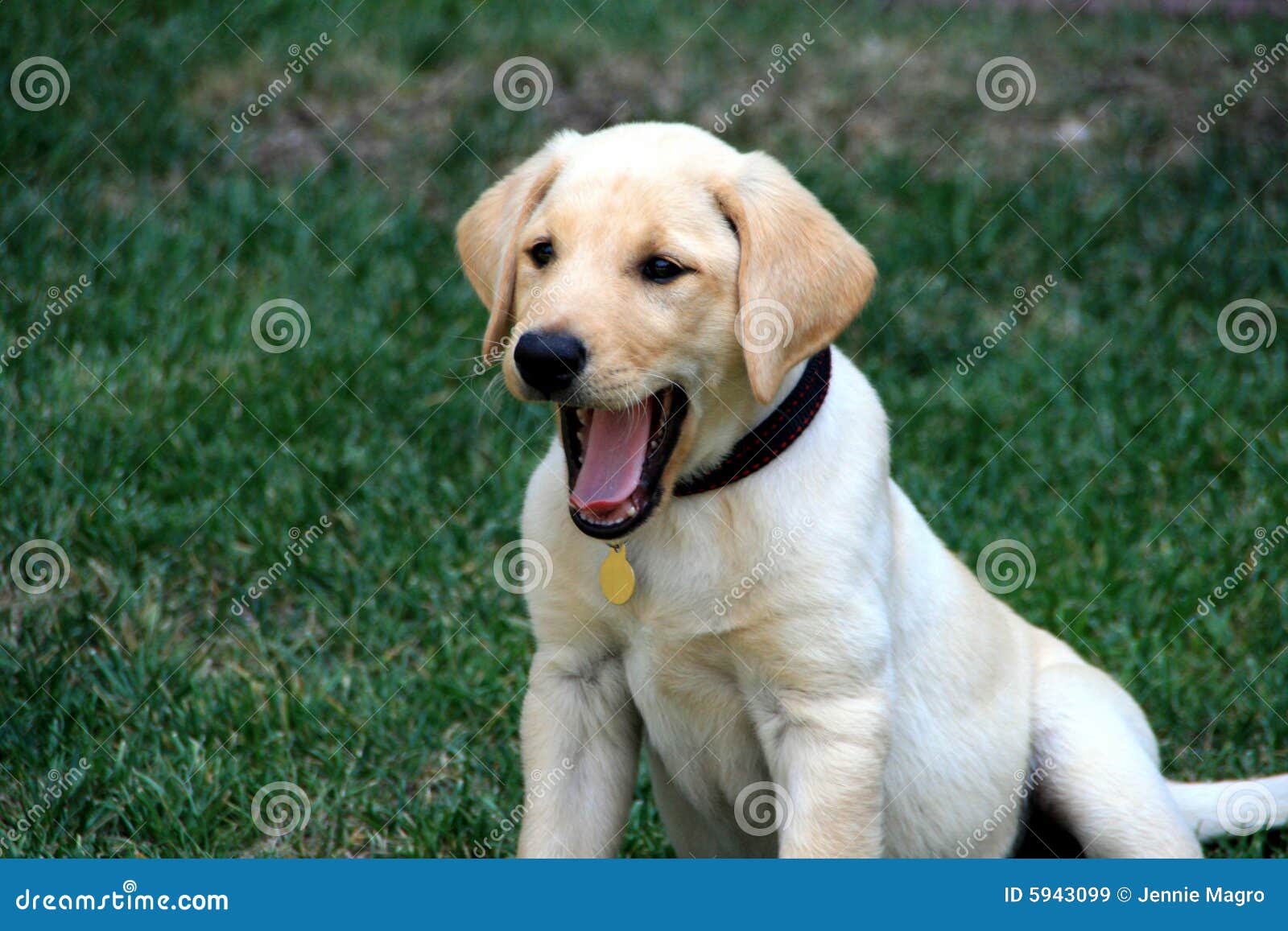 Filhote De Cachorro De Labrador Que Boceja Imagem de Stock - Imagem de ...