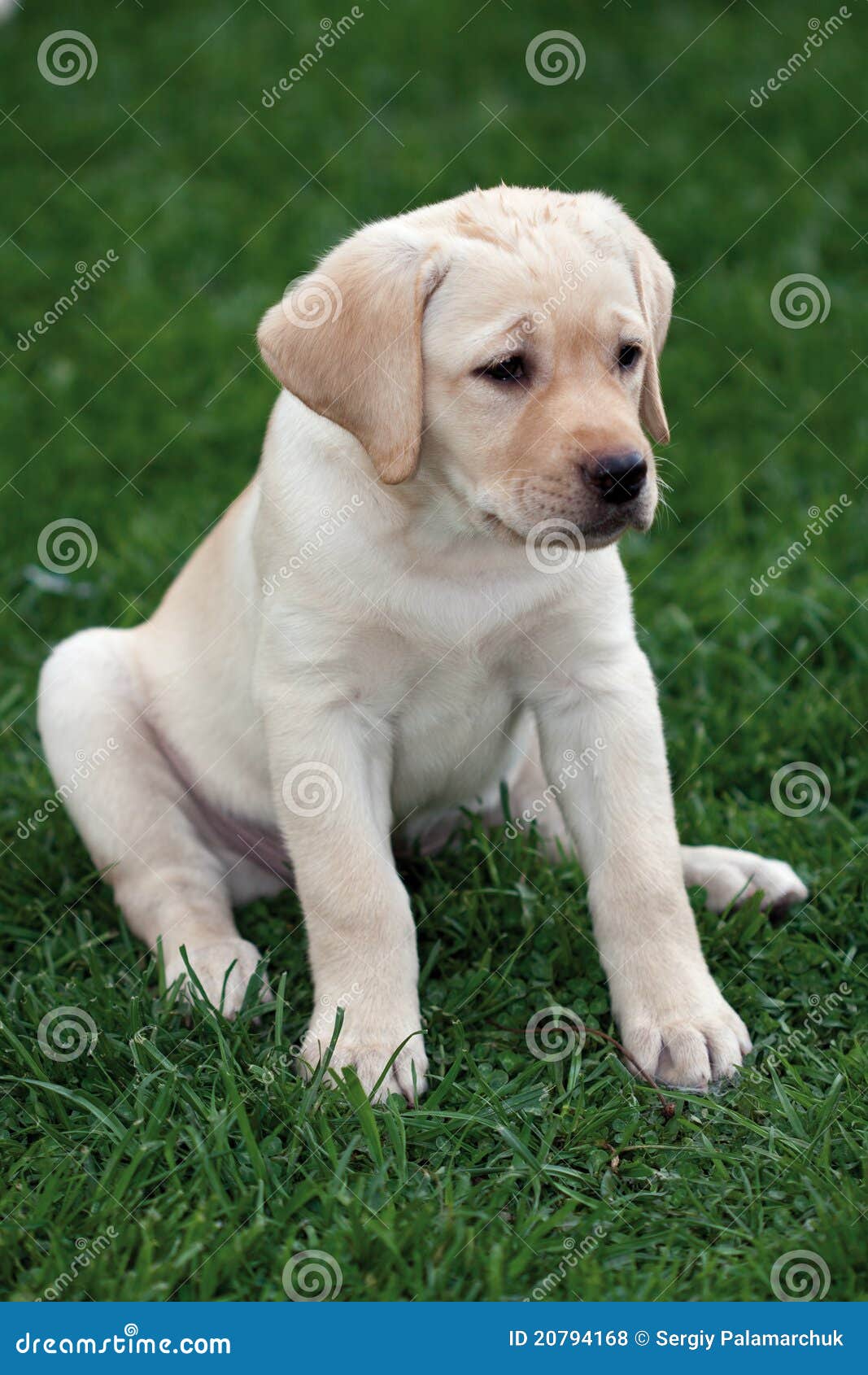 Filhote De Cachorro De Labrador (retriever) Foto de Stock - Imagem de ...