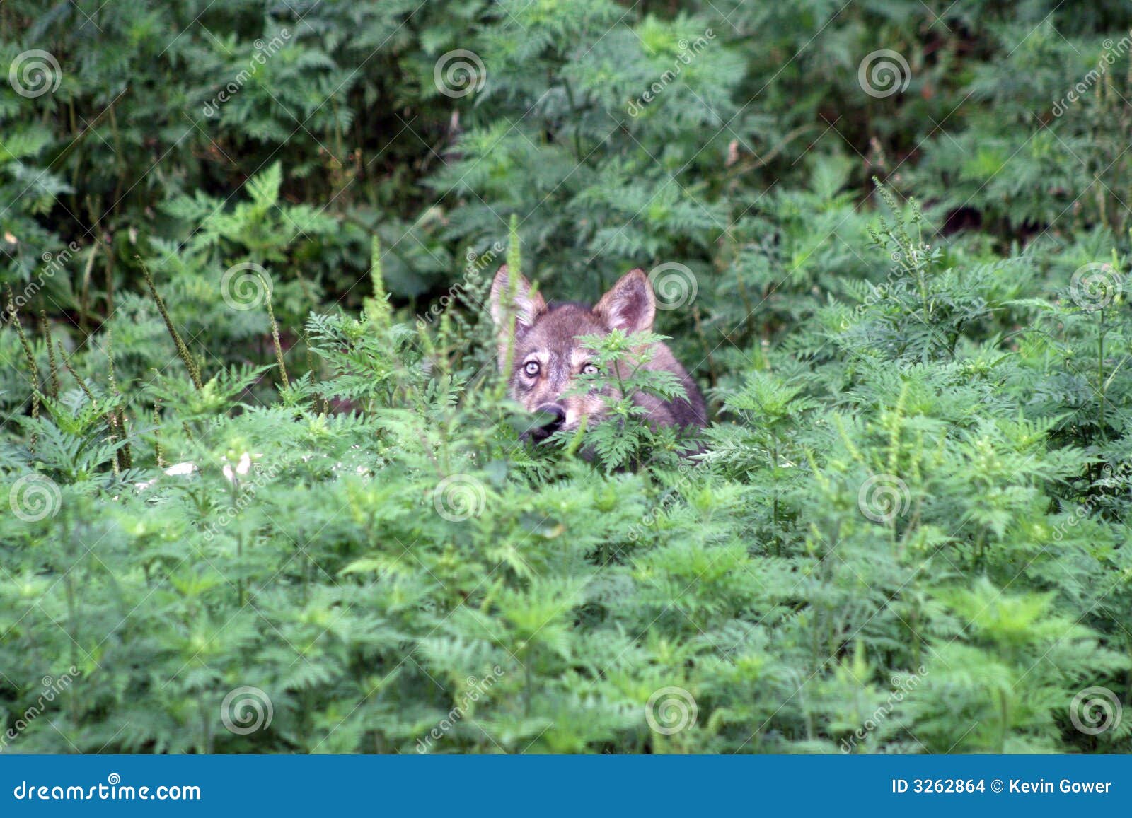 Filhote De Cachorro De Lobo 1 Foto de Stock - Imagem de grande, grama ...