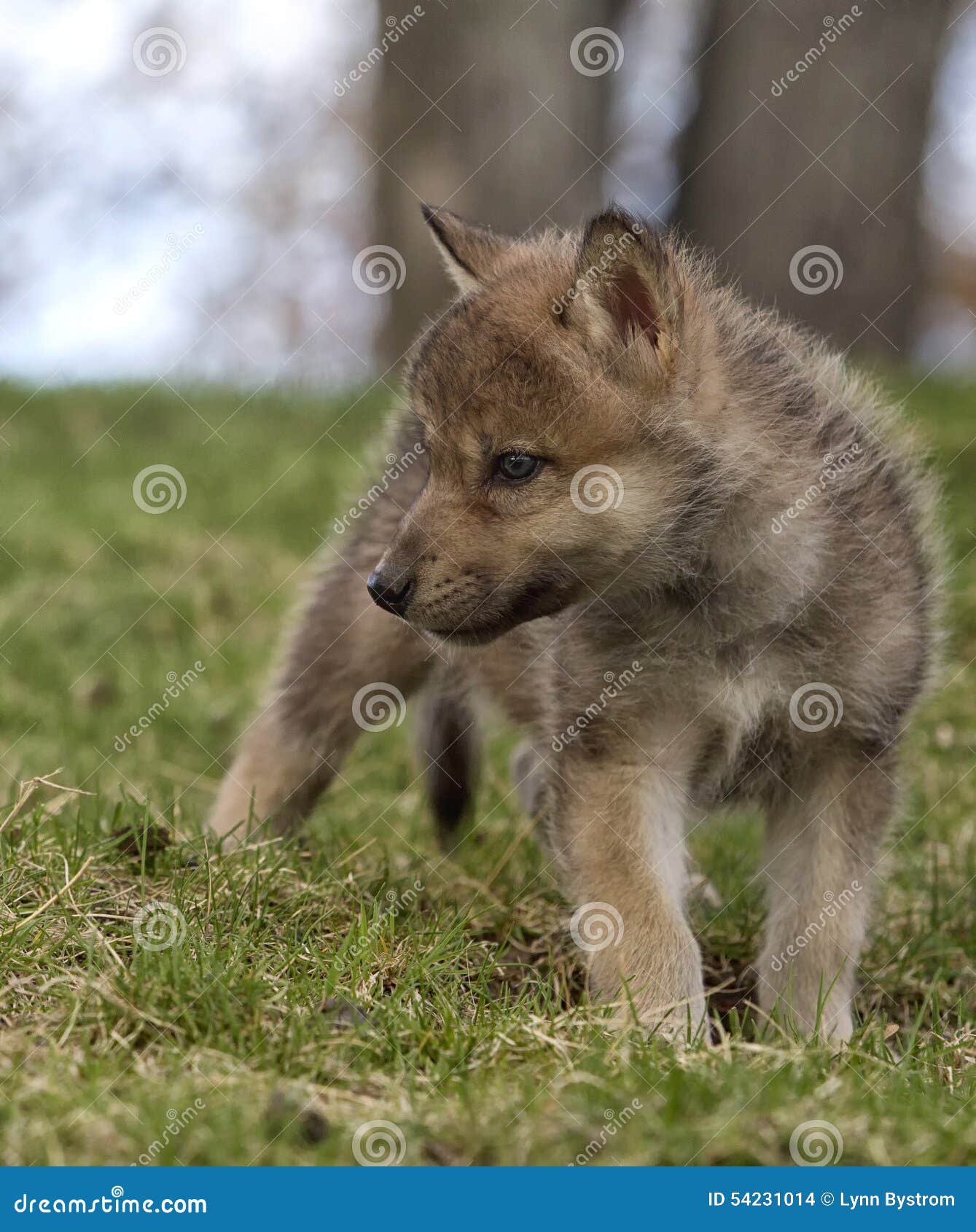 Filhote De Cachorro De Lobo Foto de Stock - Imagem de mola, grama: 54231014