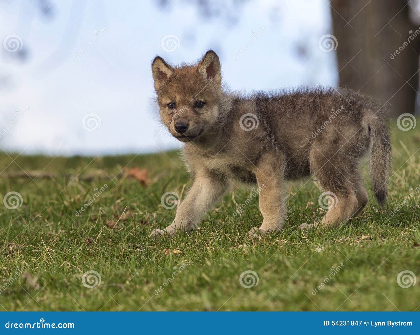 Filhote De Cachorro De Lobo Imagem de Stock - Imagem de protegido ...
