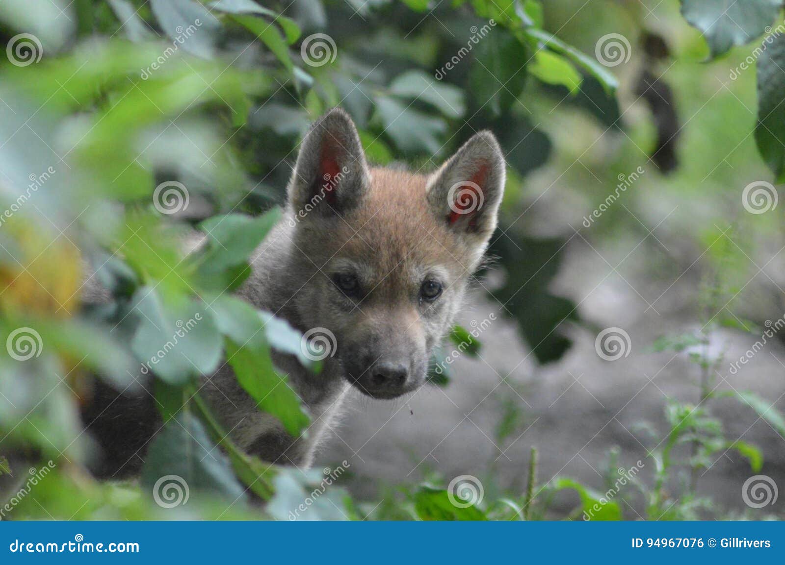 Filhote De Cachorro De Lobo Foto de Stock - Imagem de wildlife, bebês ...