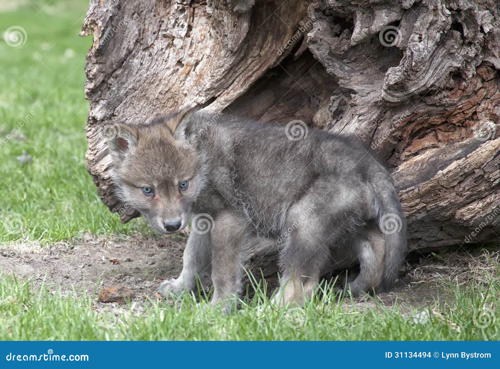 Filhote De Cachorro De Lobo Cinzento Foto de Stock - Imagem de registro ...