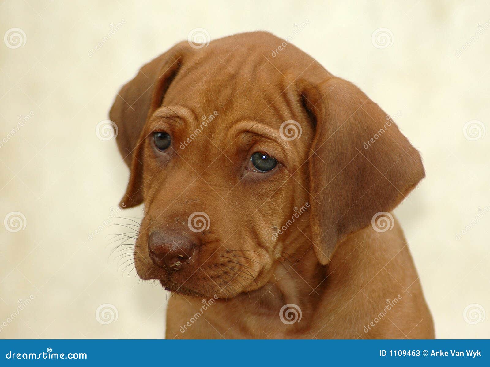 Filhote De Cachorro De Rhodesian Ridgeback Imagem de Stock - Imagem de ...