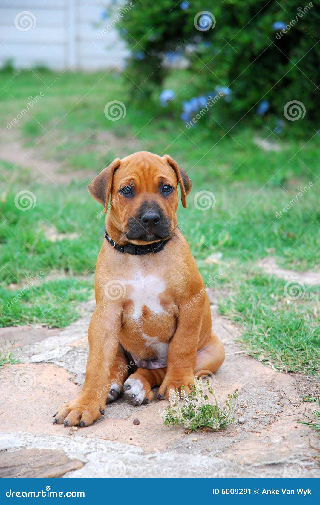 Filhote De Cachorro De Rhodesian Ridgeback Imagem de Stock - Imagem de ...