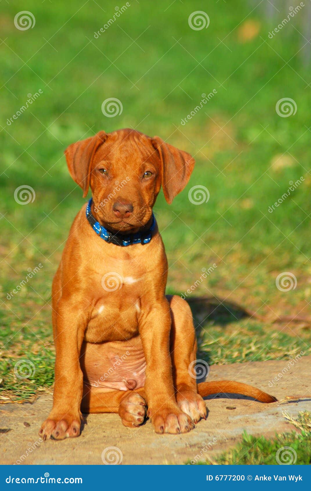 Filhote De Cachorro De Rhodesian Ridgeback Foto de Stock - Imagem de ...