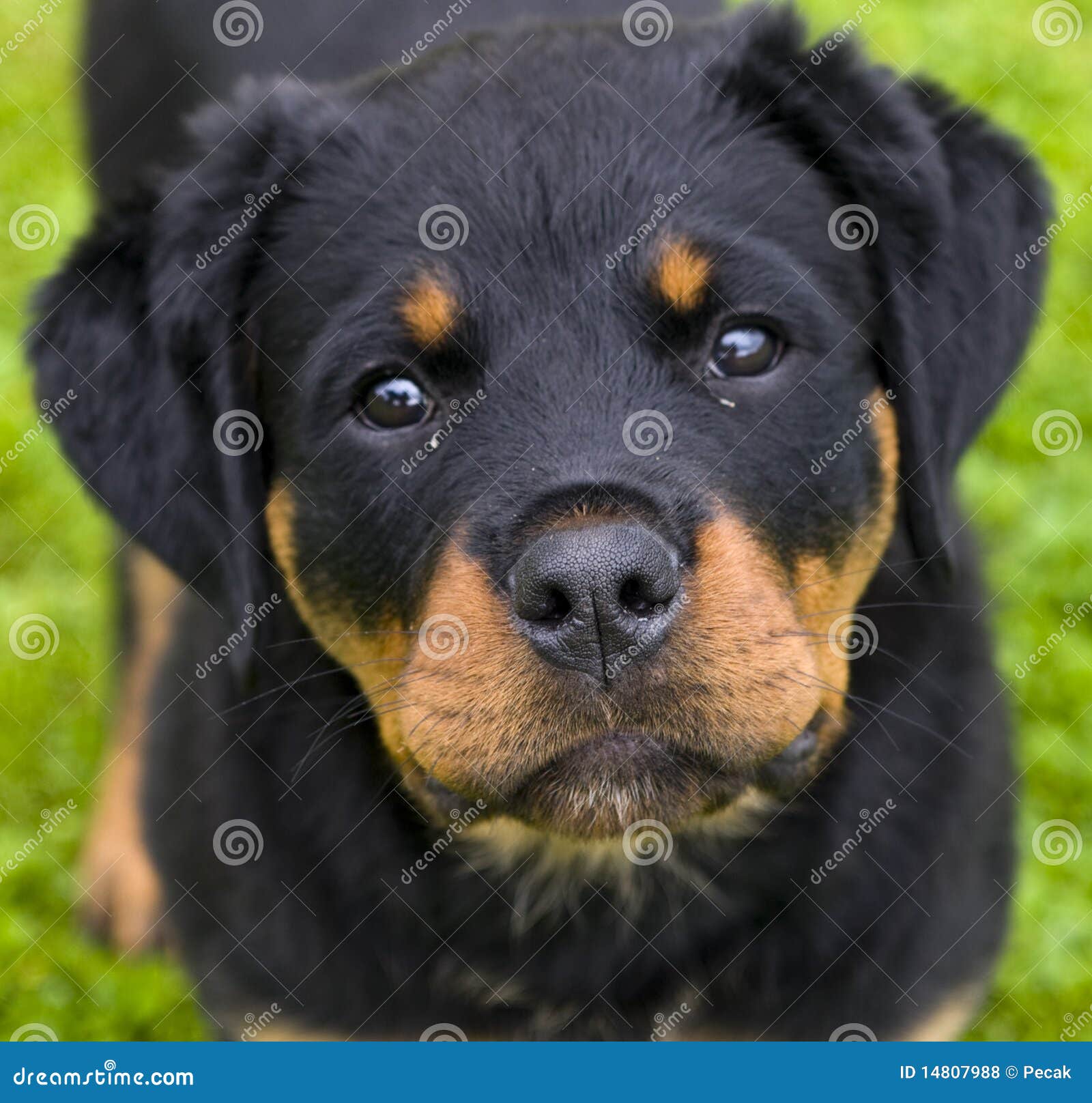 Filhote De Cachorro De Rottweiler Foto de Stock - Imagem de galinha ...