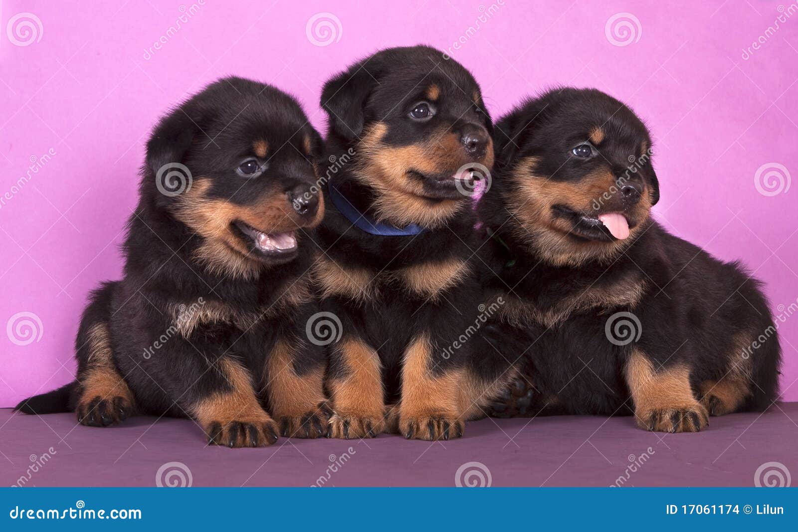 Filhote De Cachorro De Rottweiler Foto de Stock - Imagem de malandra ...