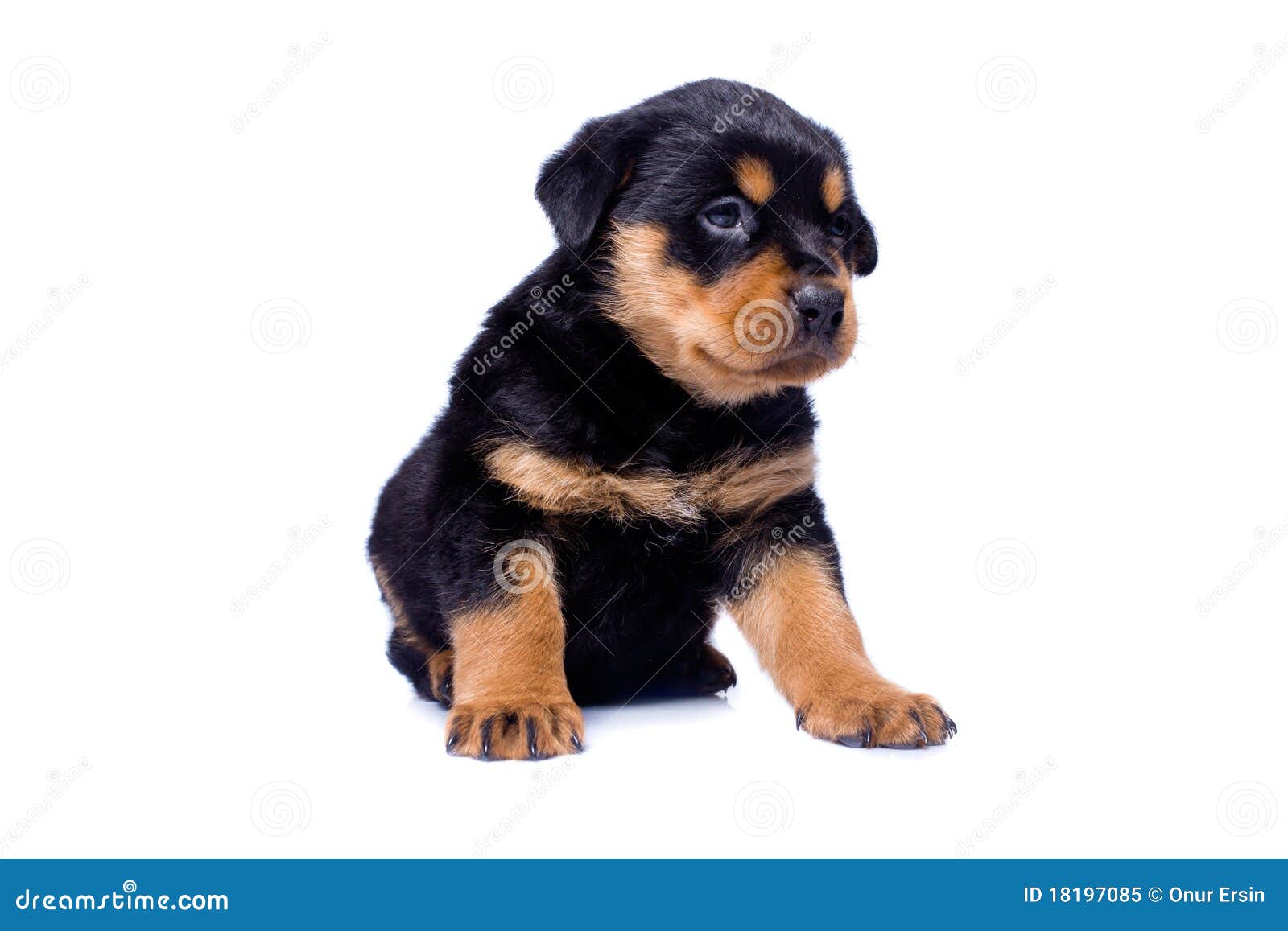 Filhote De Cachorro De Rottweiler Imagem de Stock - Imagem de animal ...