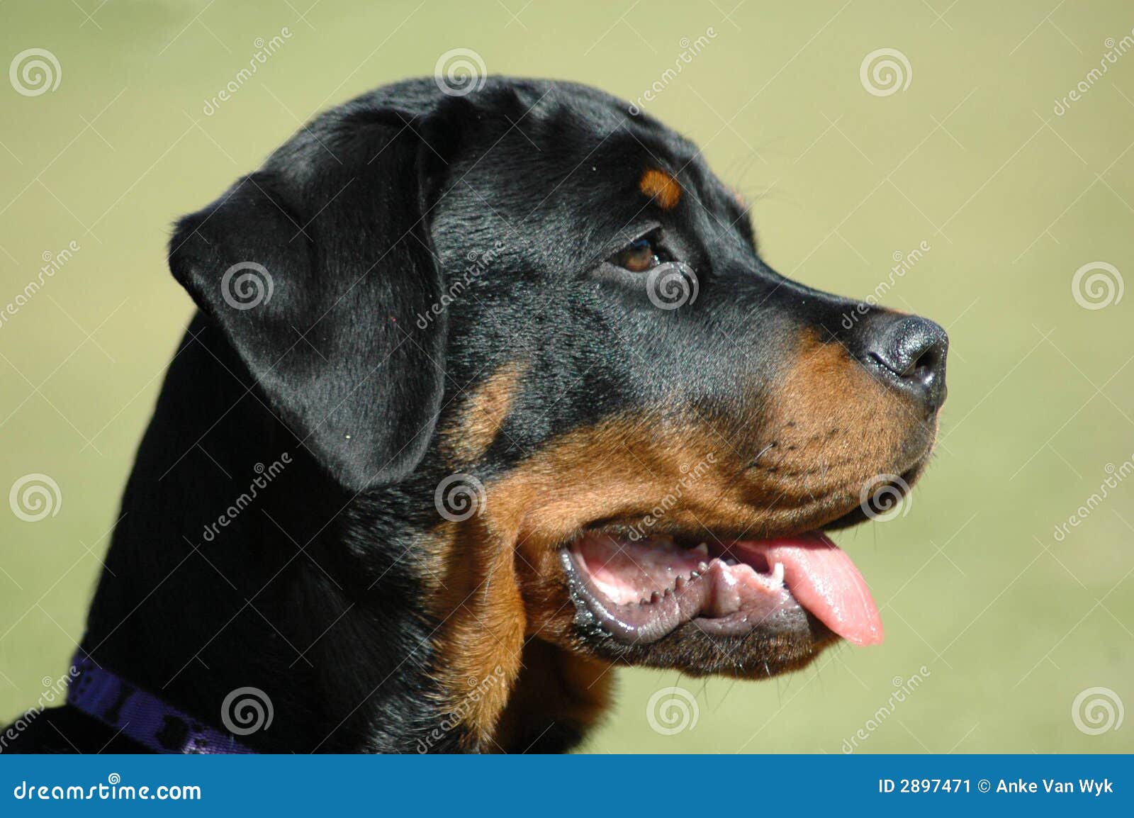 Filhote De Cachorro De Rottweiler Imagem de Stock - Imagem de fofofo ...