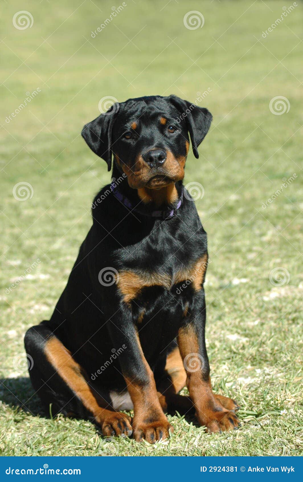 Filhote De Cachorro De Rottweiler Imagem de Stock - Imagem de animal ...