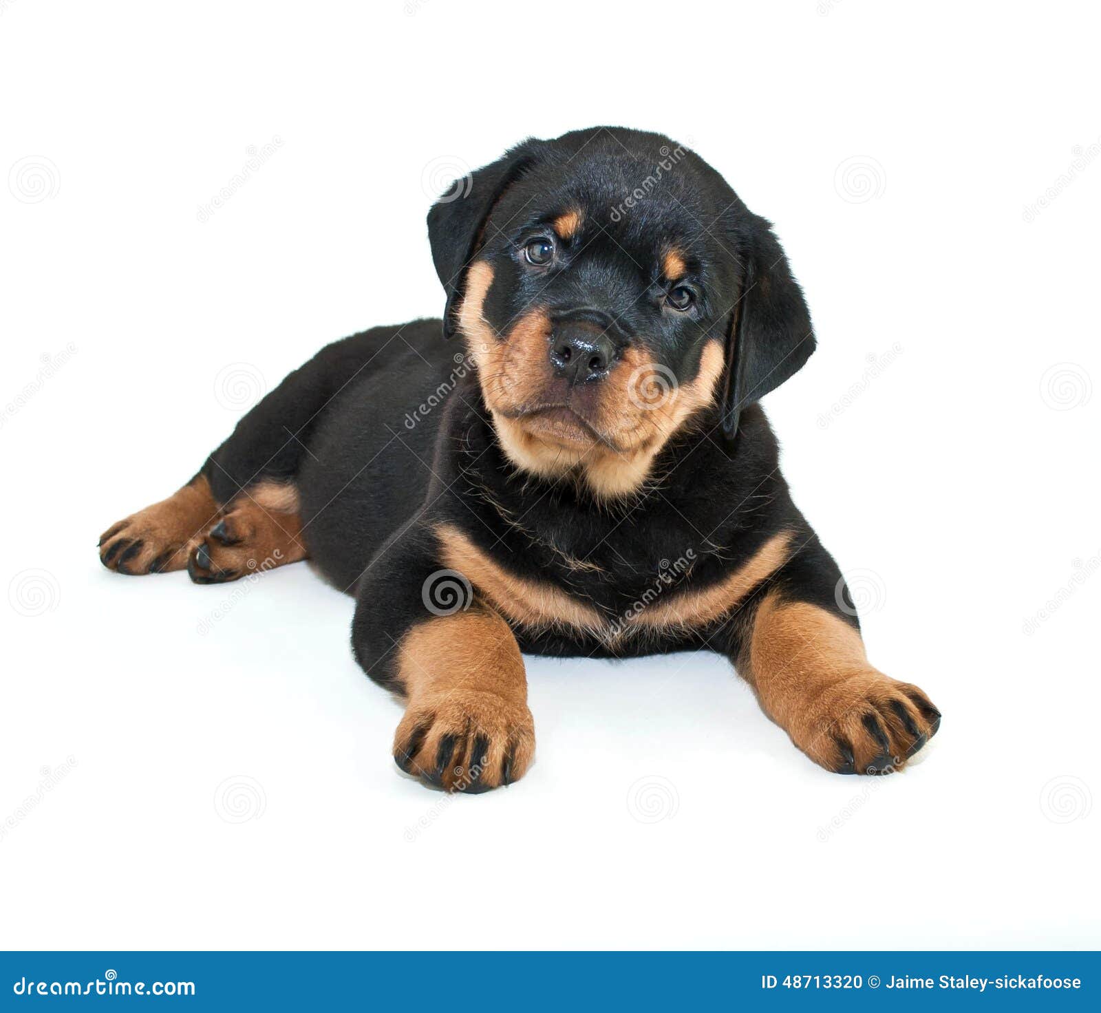 Filhote De Cachorro De Rottweiler Foto de Stock - Imagem de isolado ...