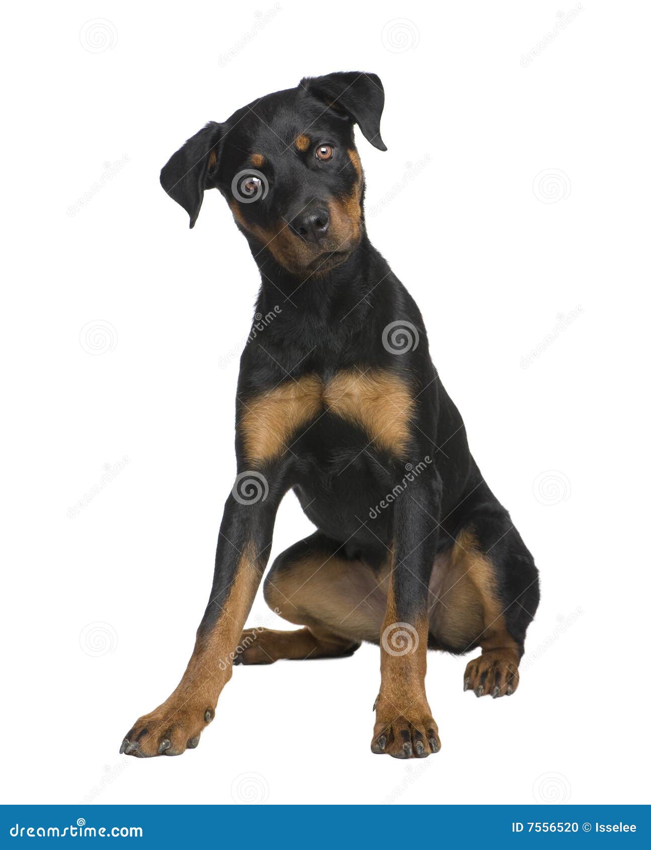 Cachorro Rottweiler Filhote Fofo 100 Foto De Filhote De Rottweiler