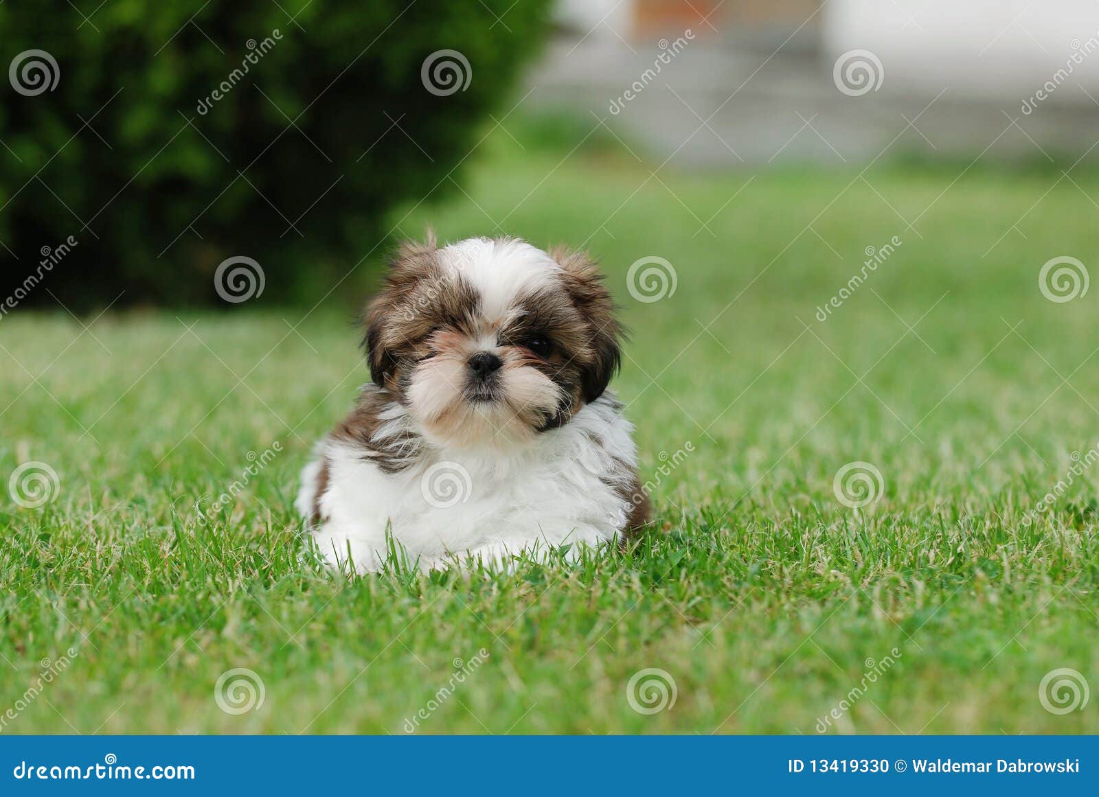 Filhote De Cachorro De Shih Tzu Foto de Stock - Imagem de animal ...
