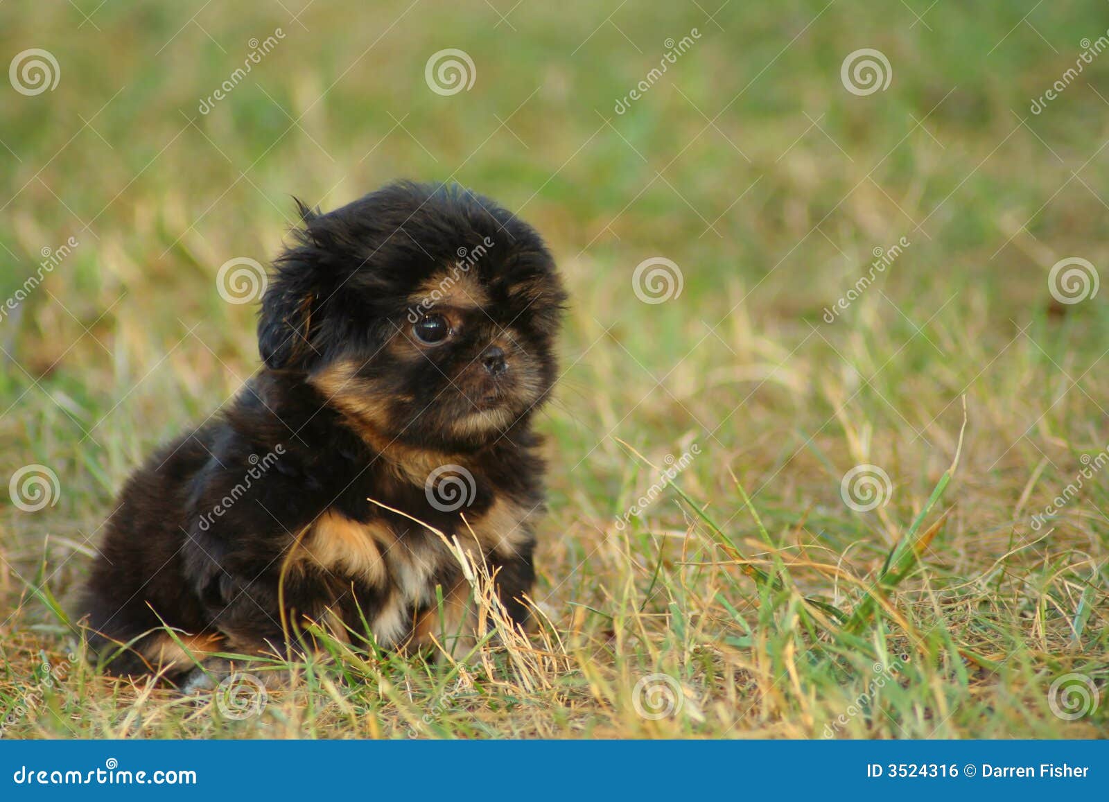 Filhote De Cachorro De Shih Tzu Foto de Stock - Imagem de amigo ...
