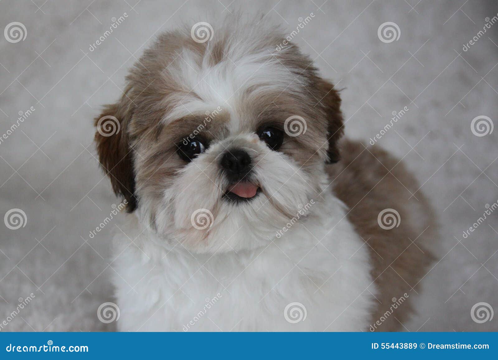 Filhote De Cachorro De Shih Tzu Imagem de Stock - Imagem de puppies ...